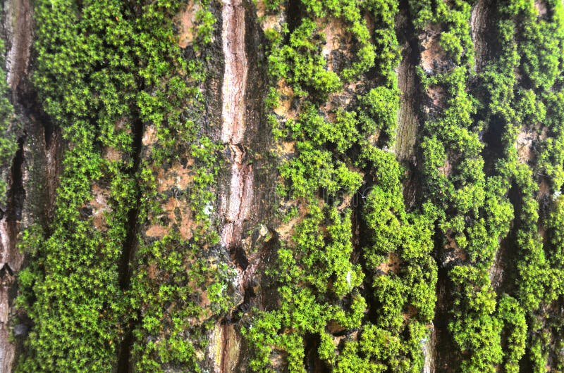 Green moss on tree bark stock photo. Image of tree, plank - 360757974