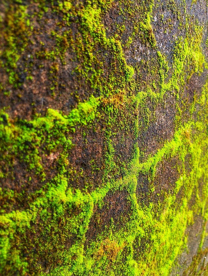 Organic Texture of the Hard Brain Coral Stock Image - Image of coral ...