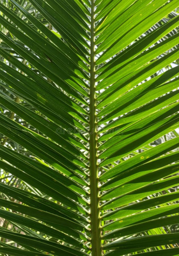 Vibrant Green Palm Leaf Texture in Sunlight Stock Illustration ...