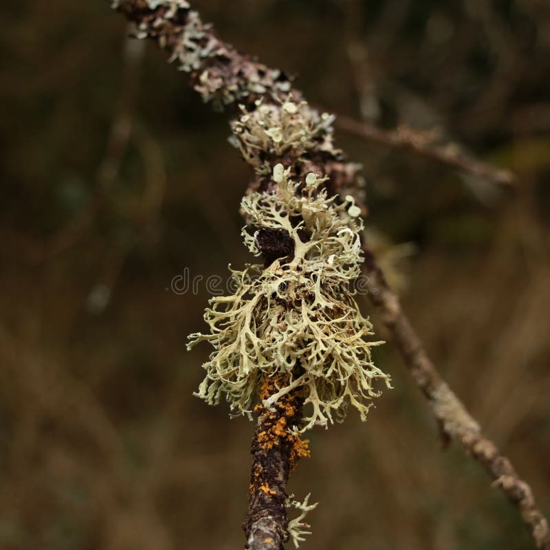 Vibrant Green Patch of Lichen Growing on the Branches of a Tree Stock ...