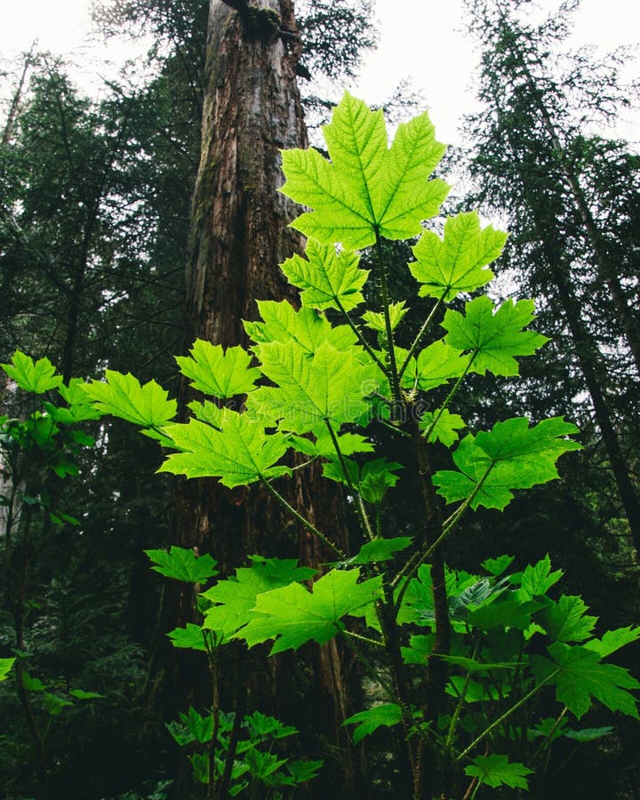 Vibrant Green Plant Flourishing in a Lush Forest Setting, Situated ...