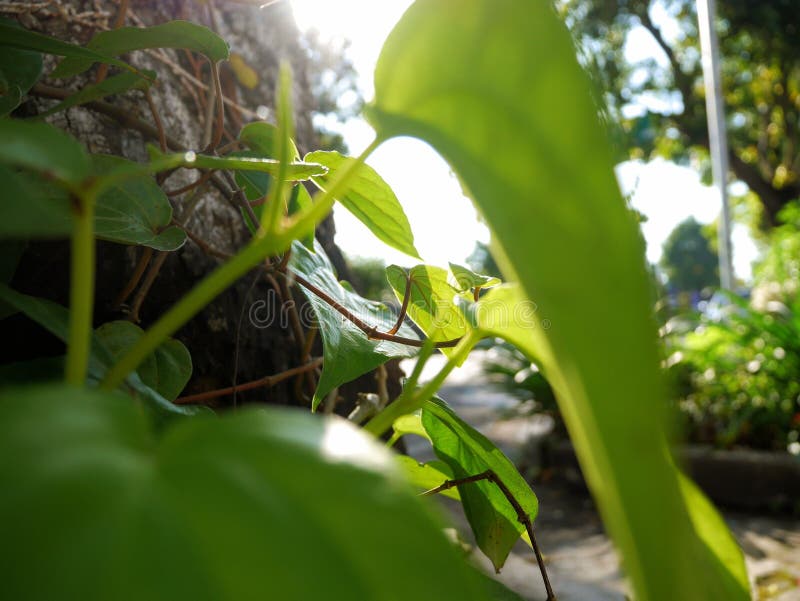 Vibrant Green Plant Illuminated by the Bright Yellow Rays of the Sun ...
