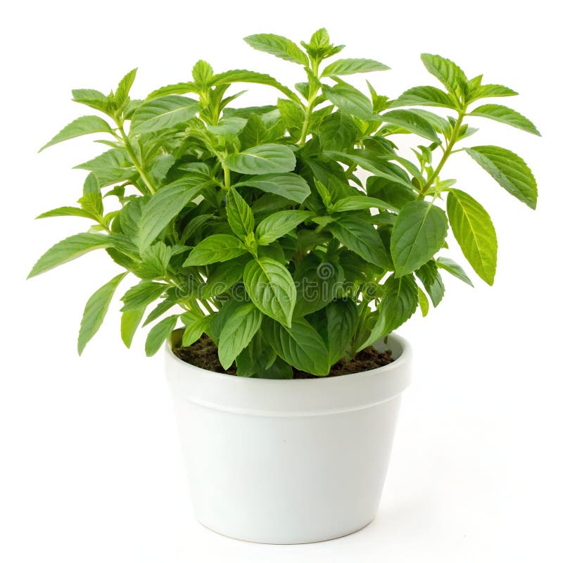 Vibrant Green Potted Plant Isolated on White Background Stock ...
