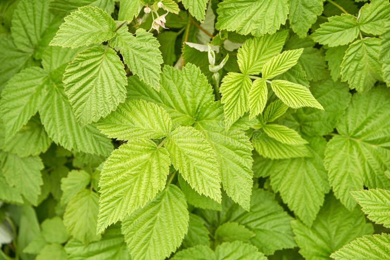 Vibrant Green Raspberry Plant Leaves with Textured Surface in Lush ...
