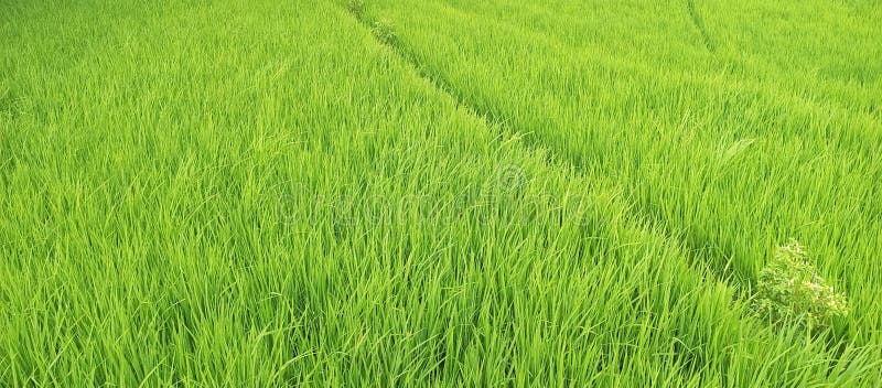 Vibrant Green Rice Paddy Field Texture Stock Image - Image of growth ...