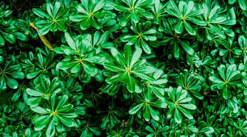 Vibrant Green Shrubbery with a Plethora of Verdant Plants Stock Image ...