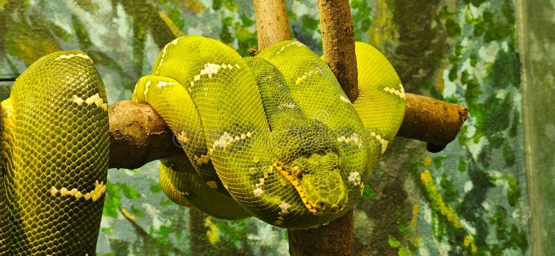 Vibrant Green Snake is Coiled Around a Branch of a Tree in the Toronto ...