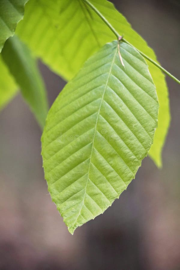 Vibrant Green Spring Leaf Perfect for Background Stock Photo - Image of ...