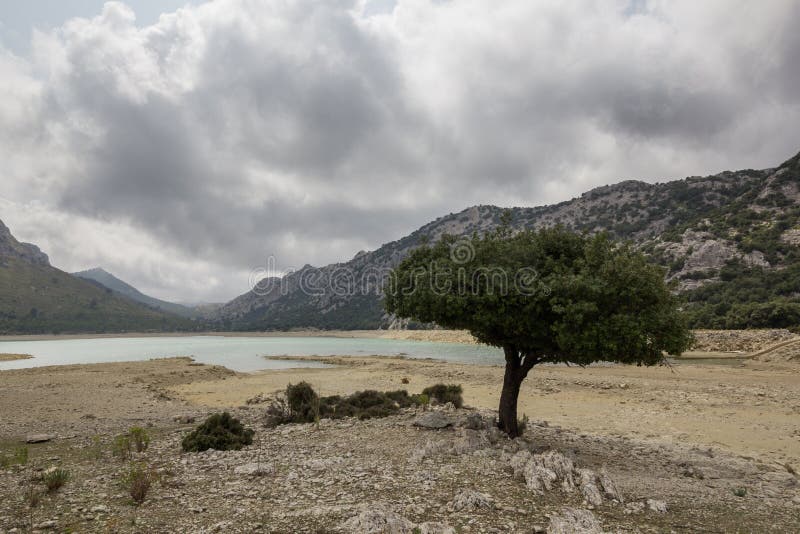 Vibrant Green Tree in Mountains Stock Photo - Image of warm, spring ...