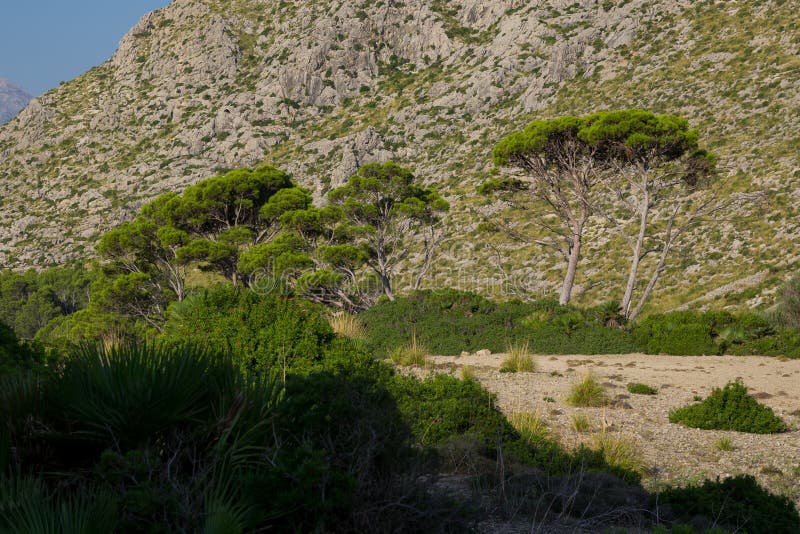 Vibrant Green Tree in Mountains Stock Image - Image of mountain, spring ...