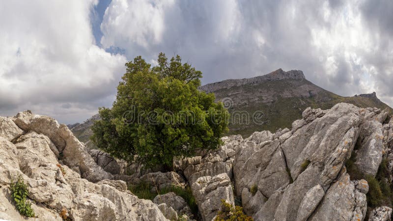 Vibrant Green Tree in Mountains Stock Image - Image of green, vibrant ...