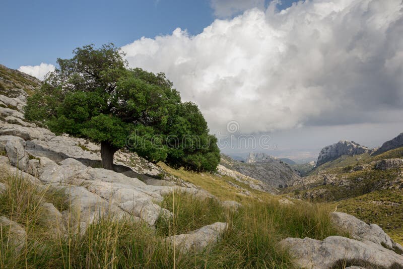 Vibrant Green Tree in Mountains Stock Photo - Image of rock ...