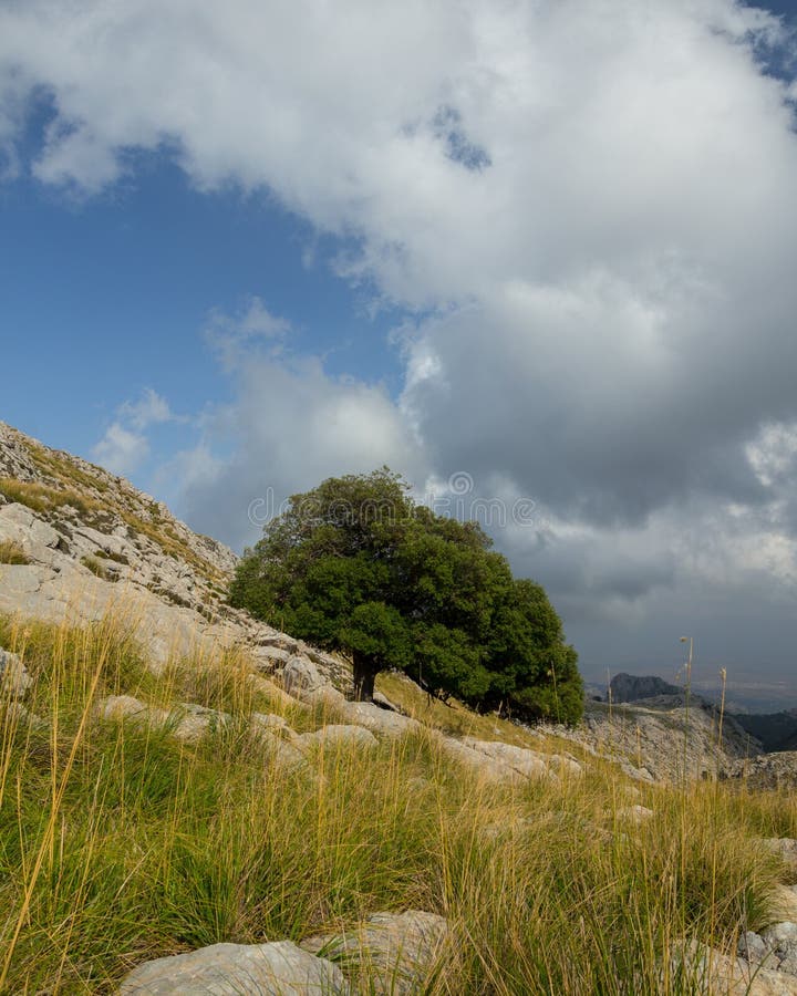 Vibrant Green Tree in Mountains Stock Image - Image of warm, clouds ...