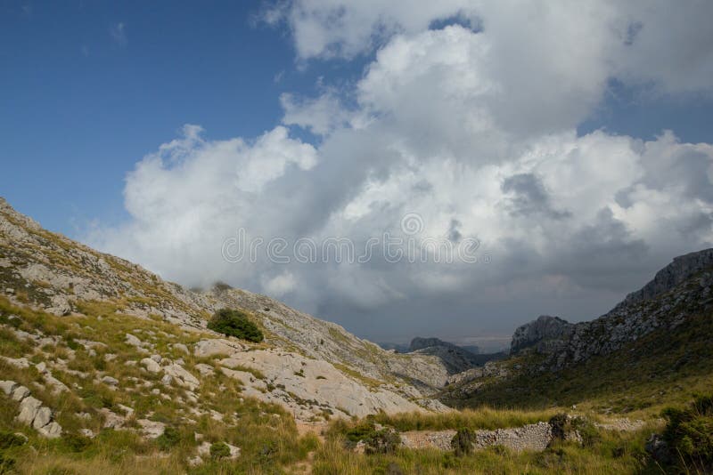 Vibrant Green Tree in Mountains Stock Image - Image of grass, spring ...
