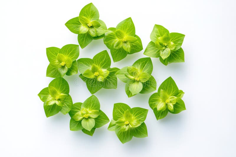 Euphoric Green Triangular Flowers Stock Illustrations – 4 Euphoric ...