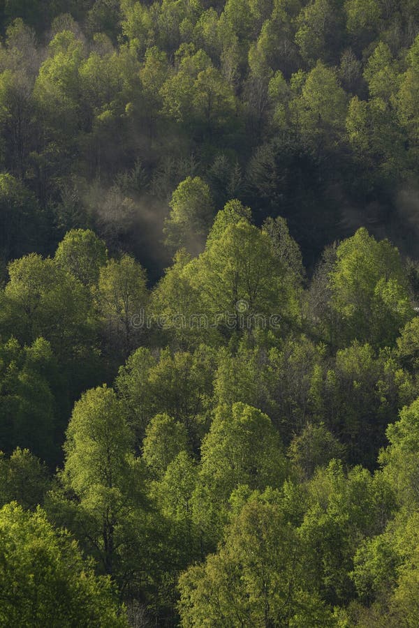 Green Vegetation between Tree Trunks and Stone Wall Stock Photo - Image ...