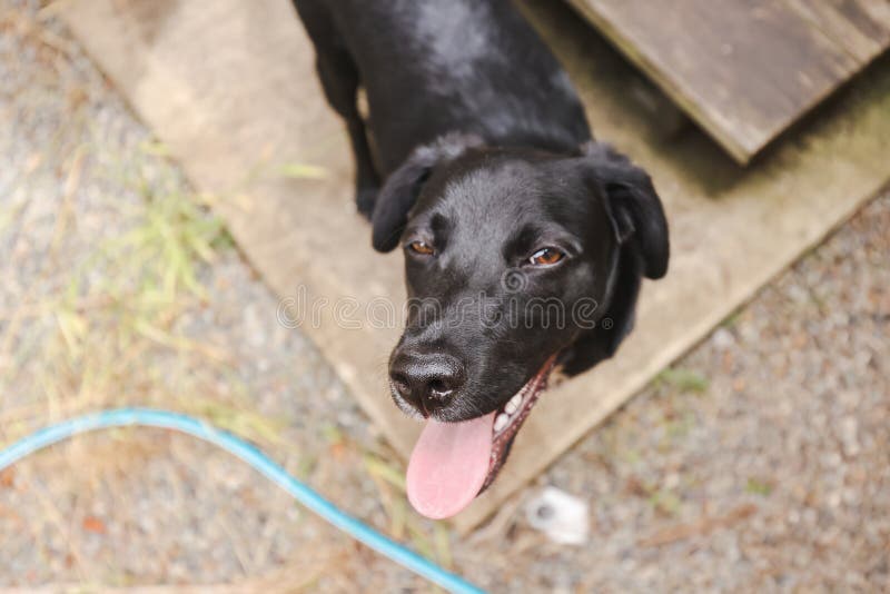 Vibrant Happy Black Dog Playing at Home in Backyard on a Bright Spring ...