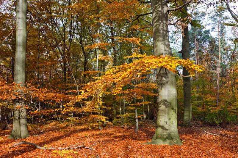 Vibrant Image of Autumn Forest Stock Photo - Image of forest, organic ...