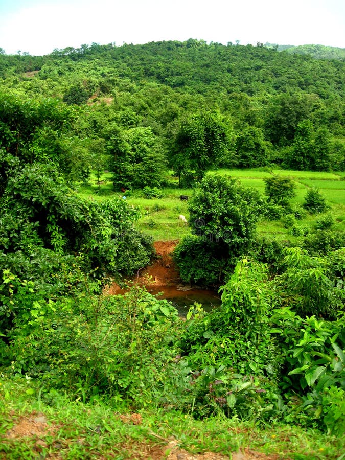 Vibrant Indian Village Greenery Stock Photo - Image of wealth, meadow ...