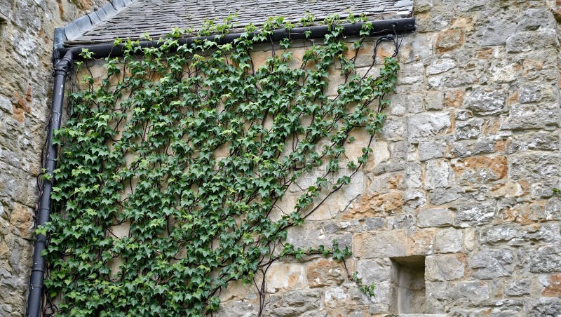Vibrant Ivy Plant Climbing Ancient Stone Building Facade Stock ...