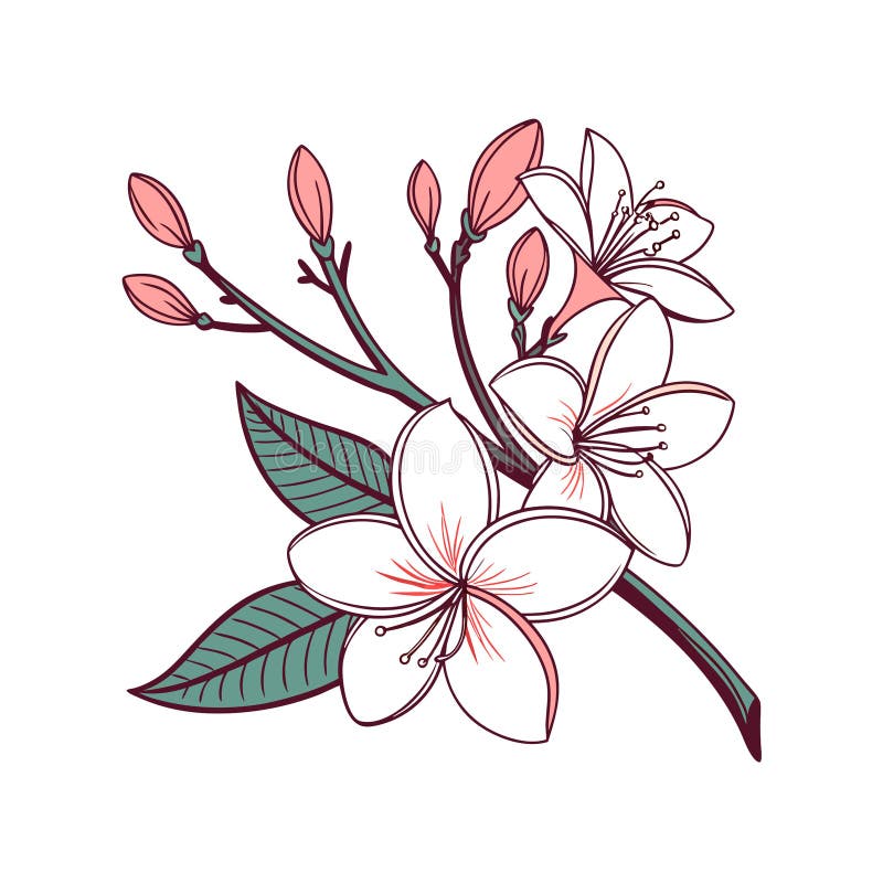 Vibrant Jasmine Flower Graphic Stock Photo - Illustration of plant ...