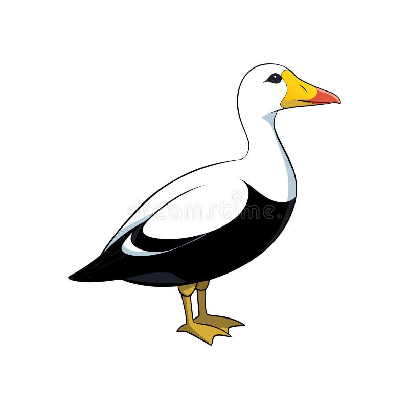 King Eider Cartoon Vector Illustration Stock Vector - Illustration of ...