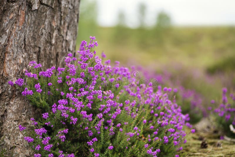 Vibrant Landscape Image of Heather Erica in Forest with Shallow Stock ...