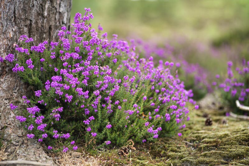 Vibrant Landscape Image of Heather Erica in Forest with Shallow Stock ...