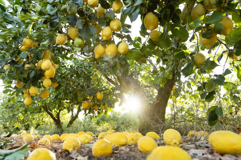 A Vibrant Lemon Tree with Ripe Yellow Lemons Stock Photo - Image of ...