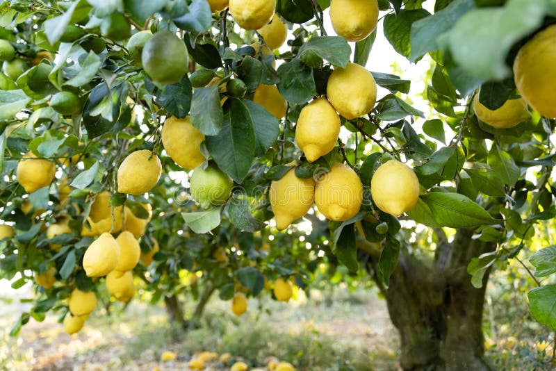 A Vibrant Lemon Tree with Ripe Yellow Lemons Stock Photo - Image of ...