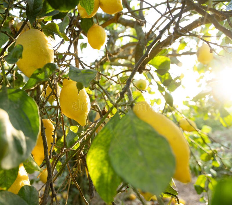 A Vibrant Lemon Tree with Ripe Yellow Lemons Stock Image - Image of ...