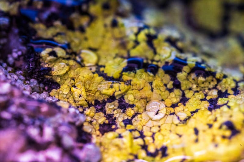 Vibrant Lichen on Weathered Rock Surface.. Stock Photo - Image of rock ...