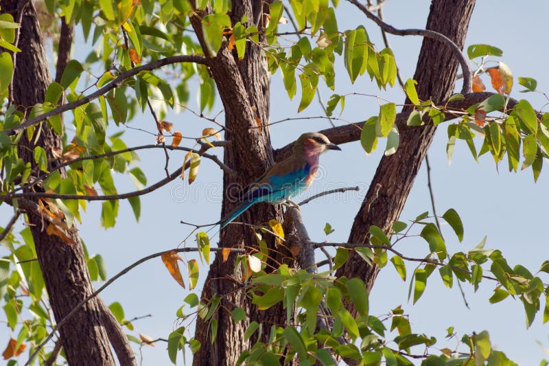 Vibrant Roller Coaster Miniature Rose Surrounded by Lush Green Foliage ...