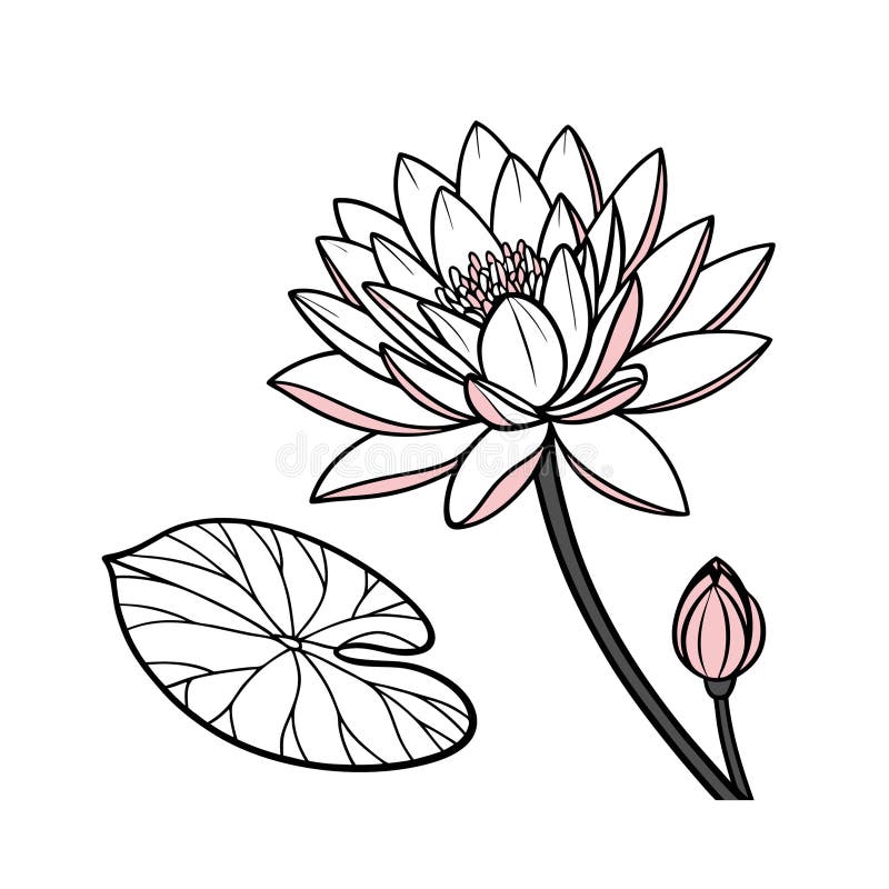 Vibrant Lotus Floral Artwork Stock Illustration - Illustration of ...