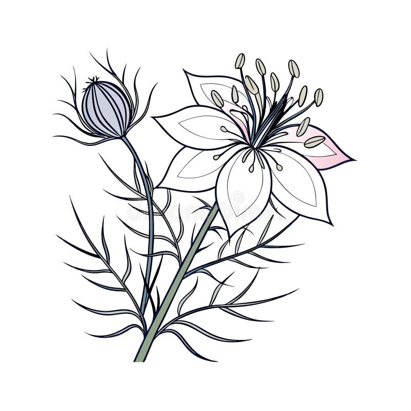 Vibrant Love-in-the-Mist Floral Artwork Stock Illustration ...