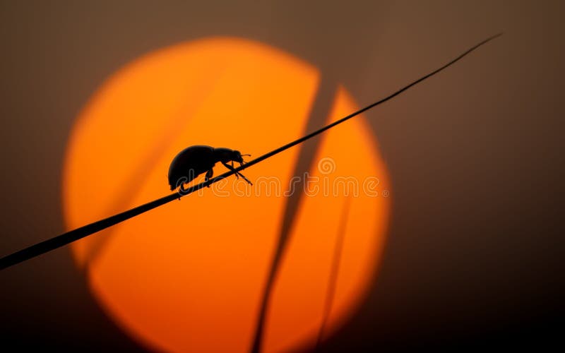 Macro Image of a Ladybug Sitting in the Reeds Backlit from the Setting ...