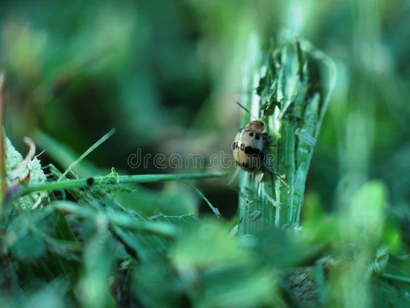 Ladybug on a Blade of Grass in the Summer Stock Image - Image of insect ...