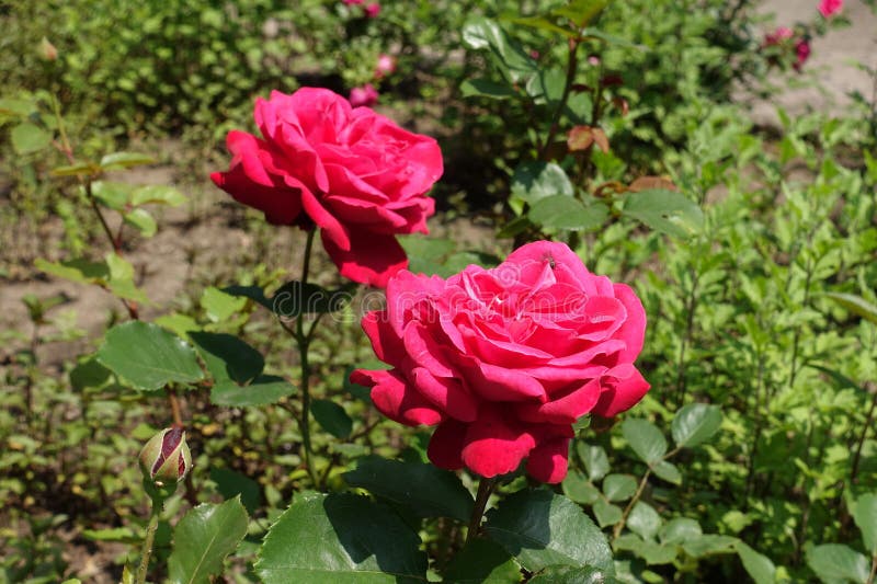 Vibrant Magenta-colored Flowers of Two Roses in June Stock Image ...