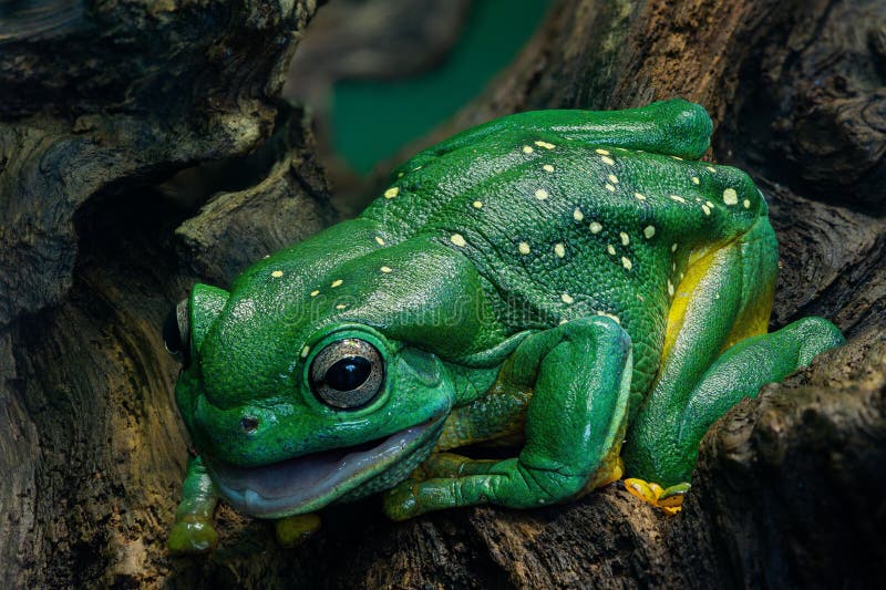 Vibrant Magnificent Tree Frog (Ranoidea Splendida) Frog Perched ...