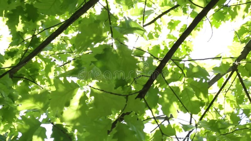 Canopy Patterns Stock Footage & Videos - 344 Stock Videos