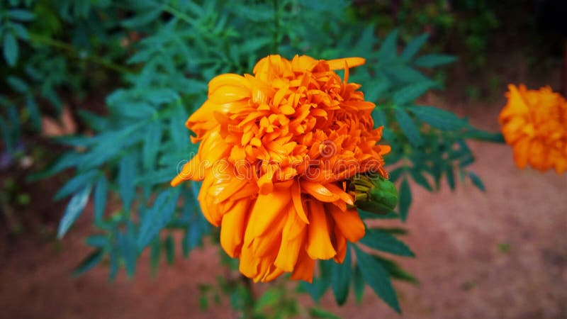 Vibrant Marigold Flower in Sea of Leaves Stock Photo - Image of fresh ...