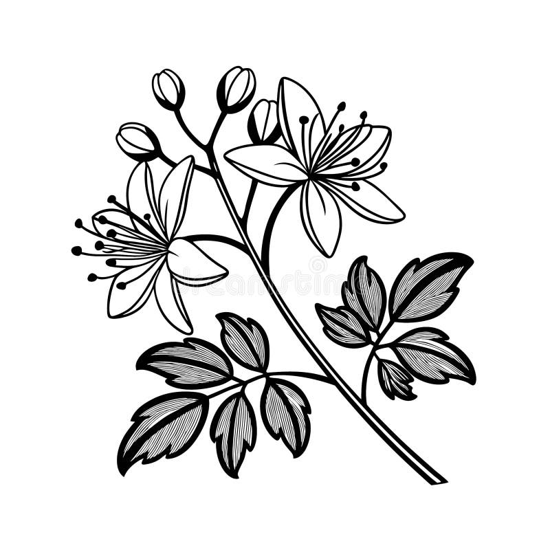 Vibrant Meadow Rue Floral Artwork Stock Illustration - Illustration of ...