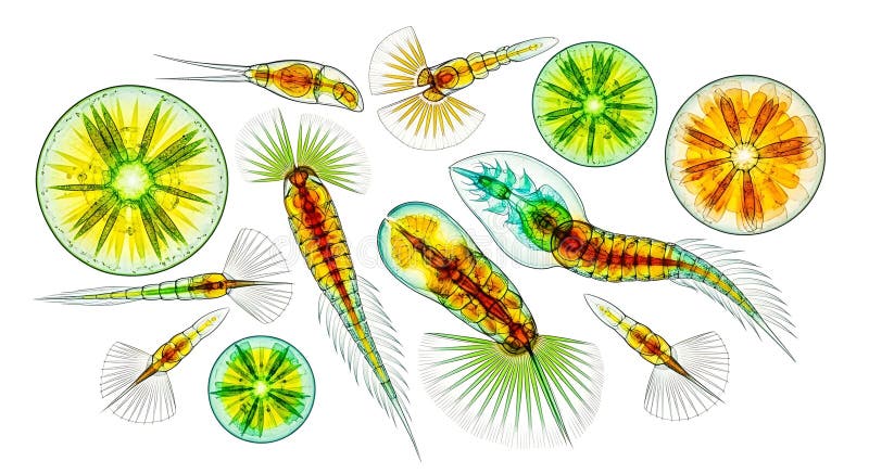 1,181 Phytoplankton Plankton Stock Photos - Free & Royalty-Free Stock ...