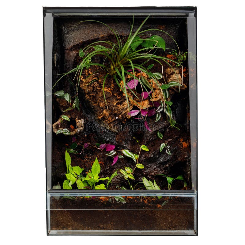 Vibrant Miniature Ecosystem with Exotic Plants in a Vertical Terrarium ...