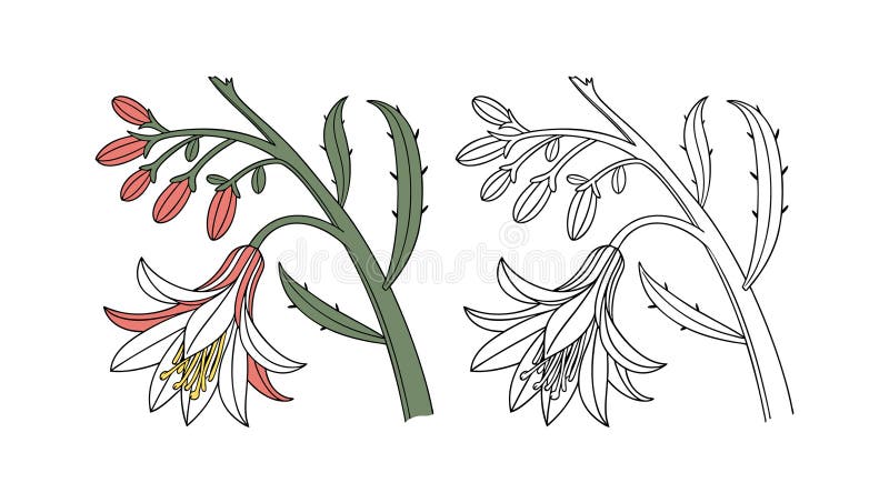 Mistletoe Cactus Flower Bright Design Stock Illustrations – 11 ...