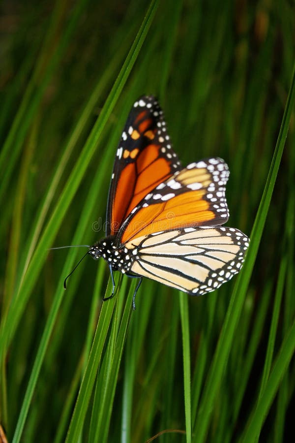 Vibrant Monarch Butterfly Displays Multi Colored Wings Amidst Natural ...
