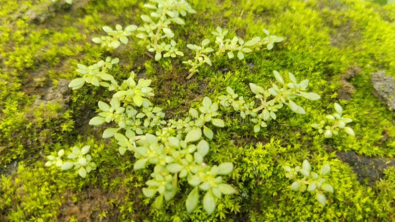 Vibrant Moss and Fresh Shoots the Beauty of Natural Textures Stock ...