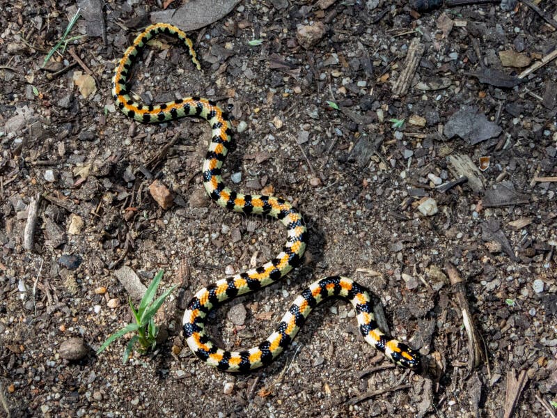 Vibrant Multicolored Snake on Forest Floor. Stock Photo - Image of ...