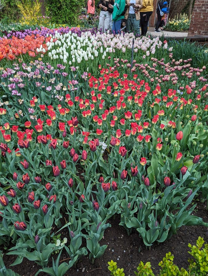 Vibrant Multicolored Tulip Garden in Full Bloom during Springtime ...