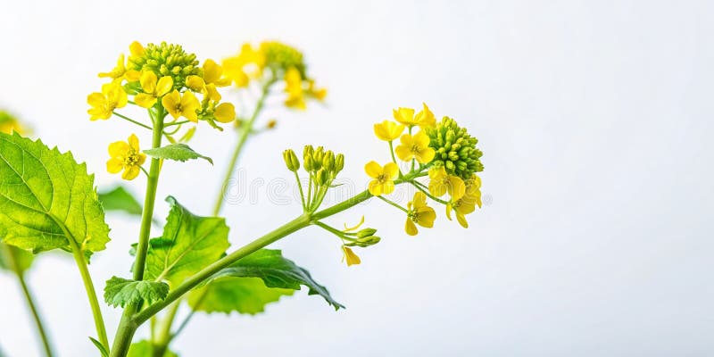 Vibrant Mustard Flower in Full Bloom a CloseUp Isolated Against a ...